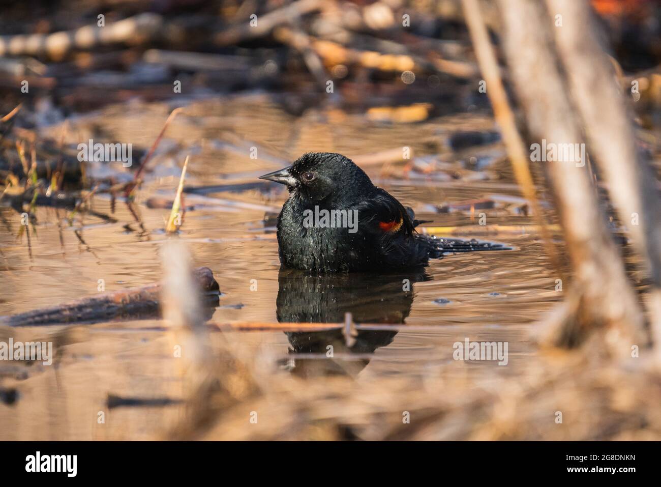 Raven in sun on sunny hi-res stock photography and images - Alamy