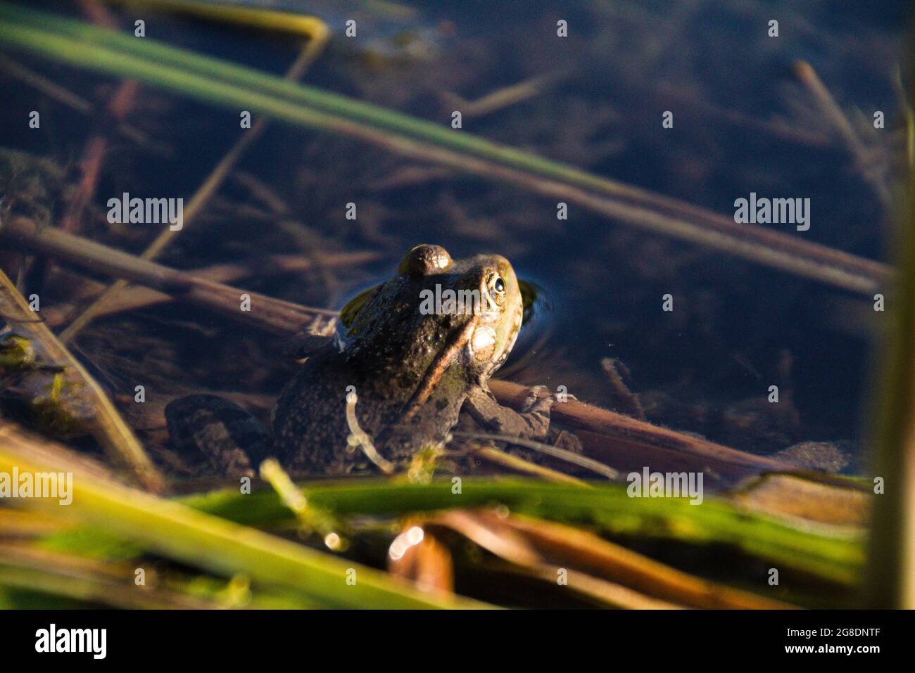 Top view of a frog in the water Stock Photo - Alamy