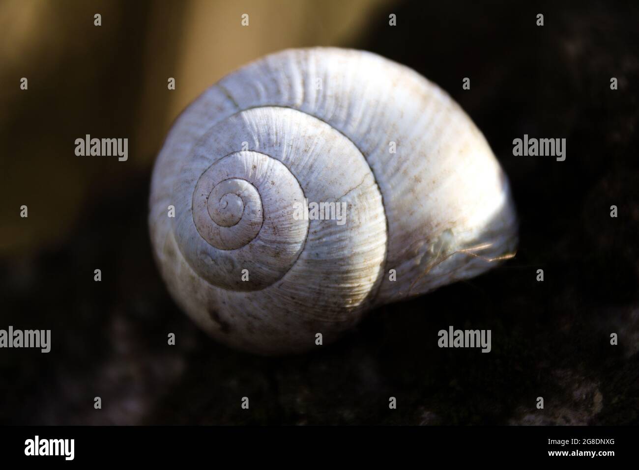 Closeup of a snail on dark background Stock Photo - Alamy