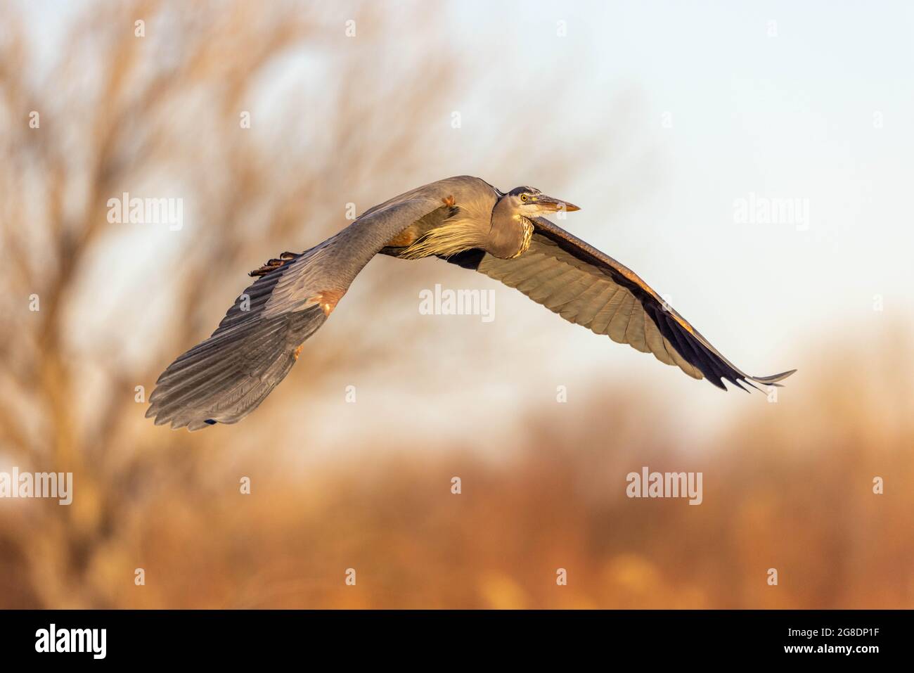 Great Blue Heron, Bosque del Apache National Wildlife Refuge, New ...