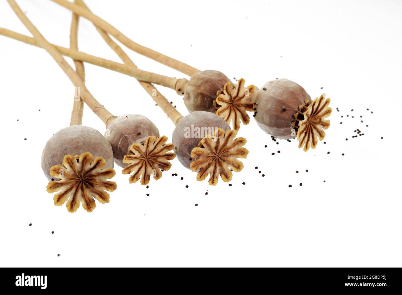 Seven poppy boxes on a white background, poppy seeds are scattered ...