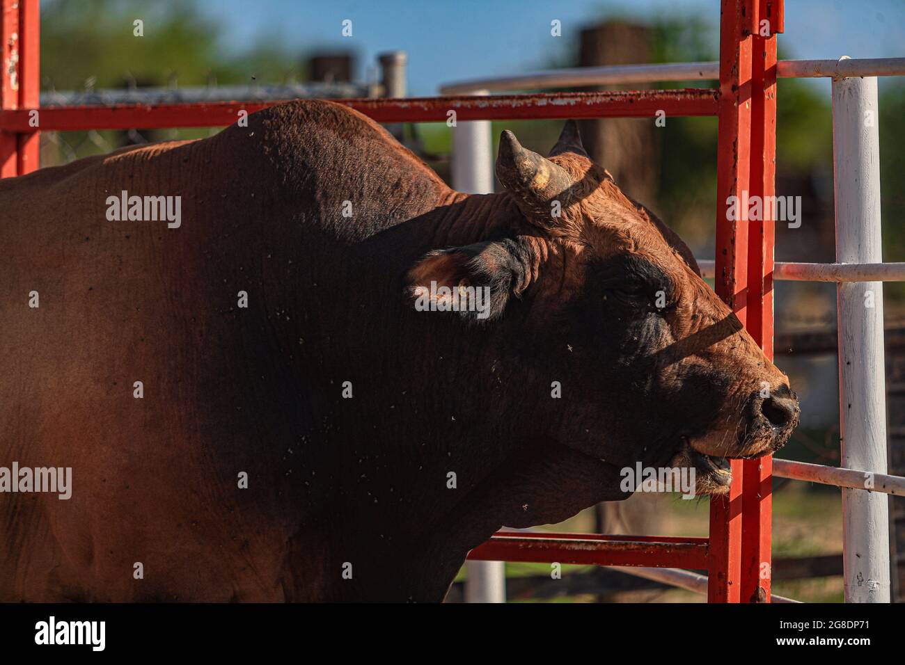 El becerro hi-res stock photography and images - Alamy