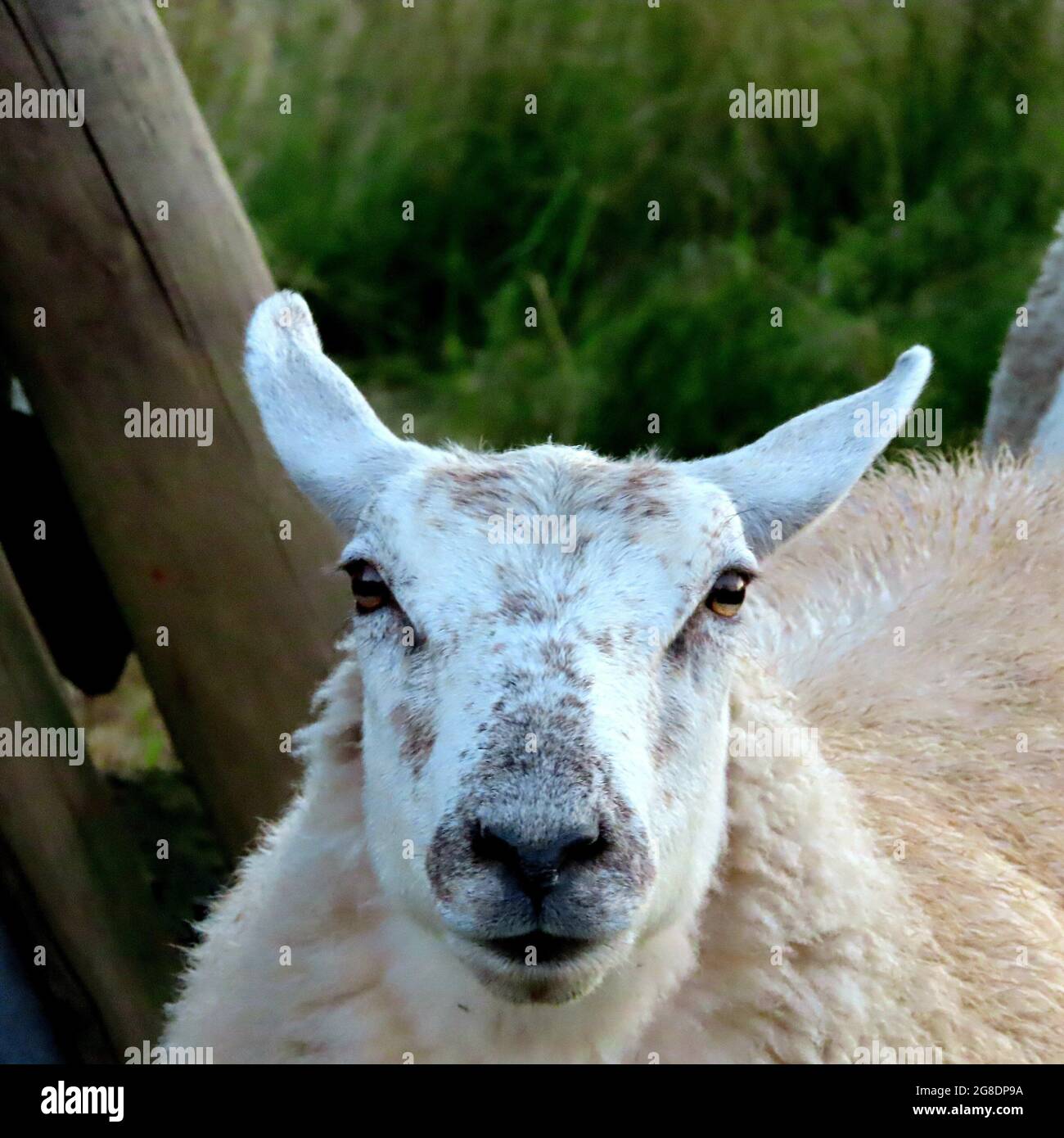 Closeup shot of a cute sheep face Stock Photo - Alamy