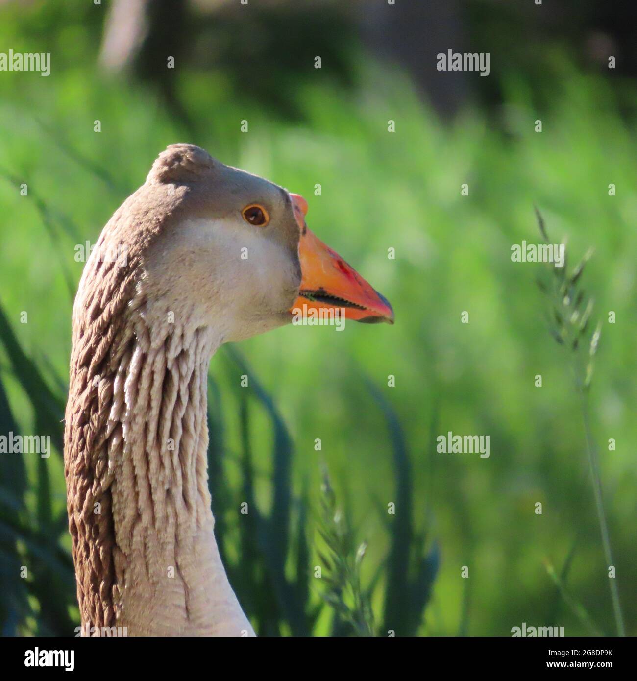 Closeup shot of a brown goose on a field Stock Photo - Alamy