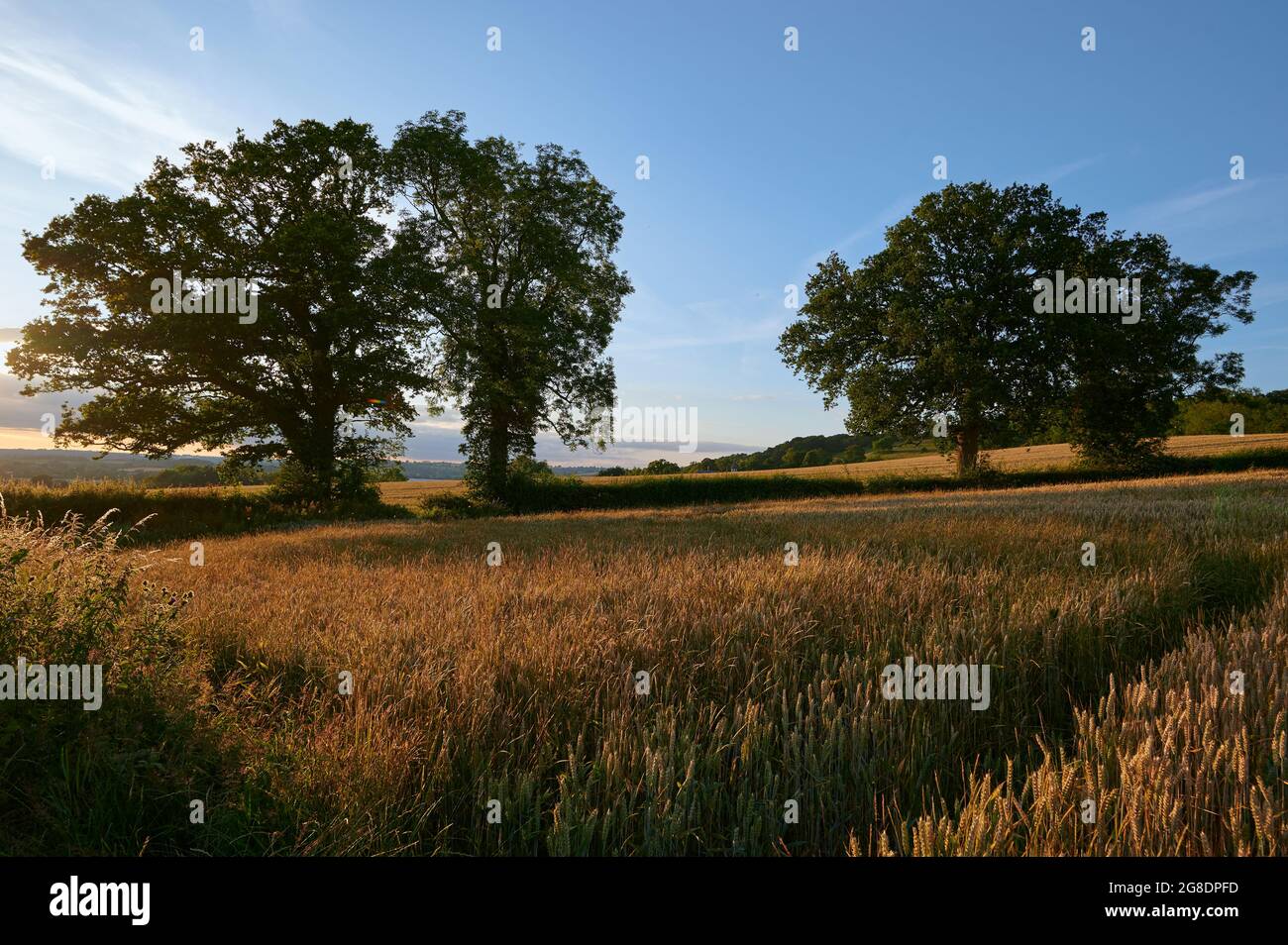 Agriculture corn field in english countryside in summer with blue sky ...