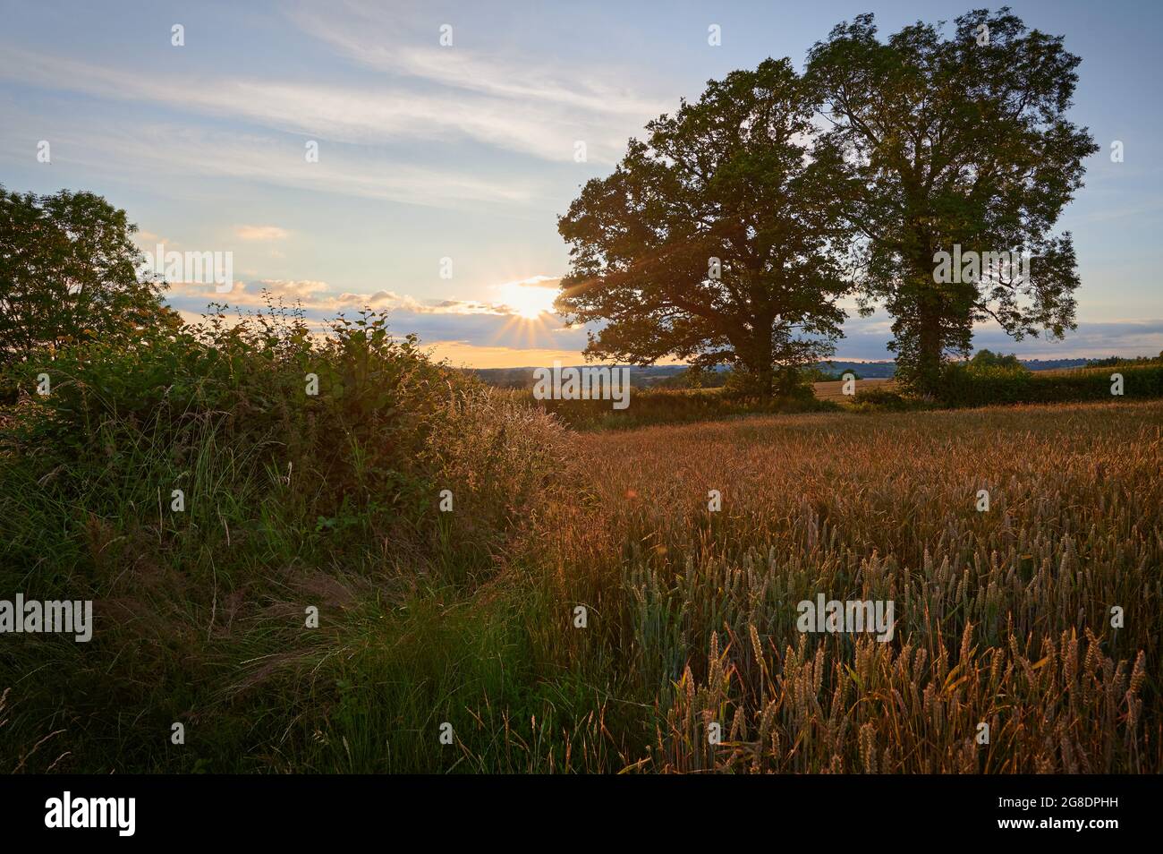 Agriculture corn field in english countryside in summer with blue sky ...