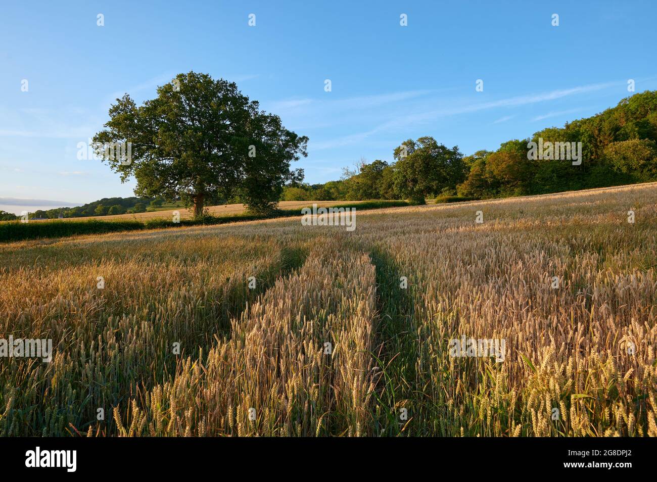 Agriculture corn field in english countryside in summer with blue sky ...