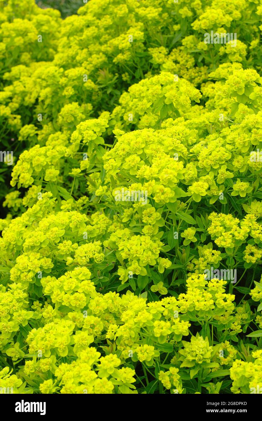 Euphorbia palustris - marsh spurge - in a garden border displaying ...