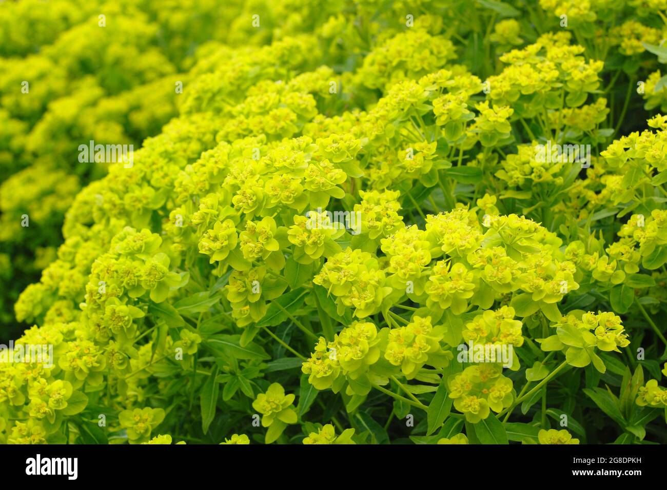 Euphorbia palustris - marsh spurge - in a garden border displaying ...