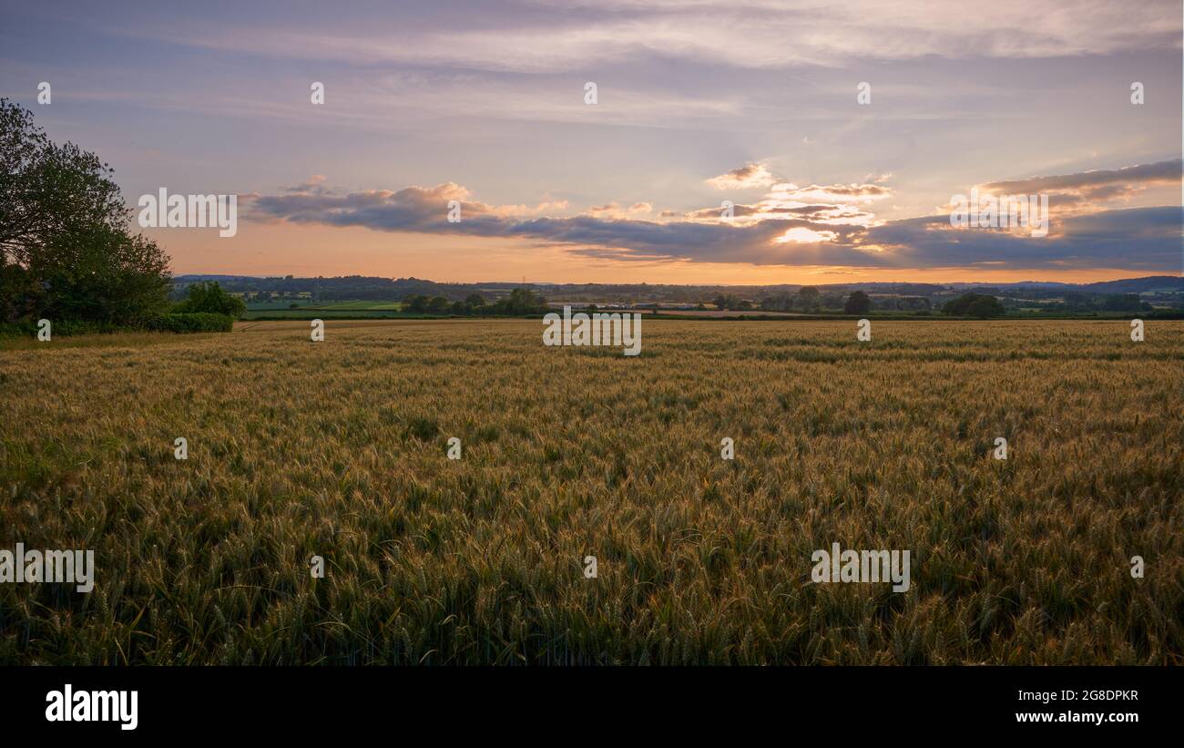 Agriculture corn field in english countryside in summer with blue sky ...