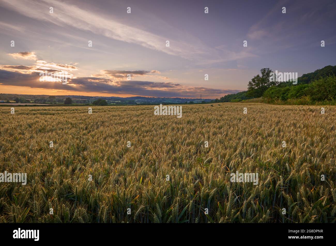 Agriculture corn field in english countryside in summer with blue sky ...