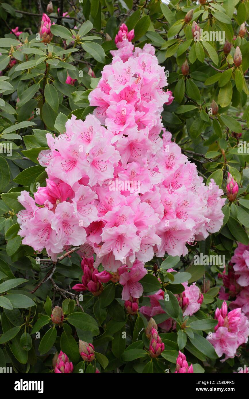 Rhododendron 'Pink Pearl' displaying characteristic showy pink blossoms ...