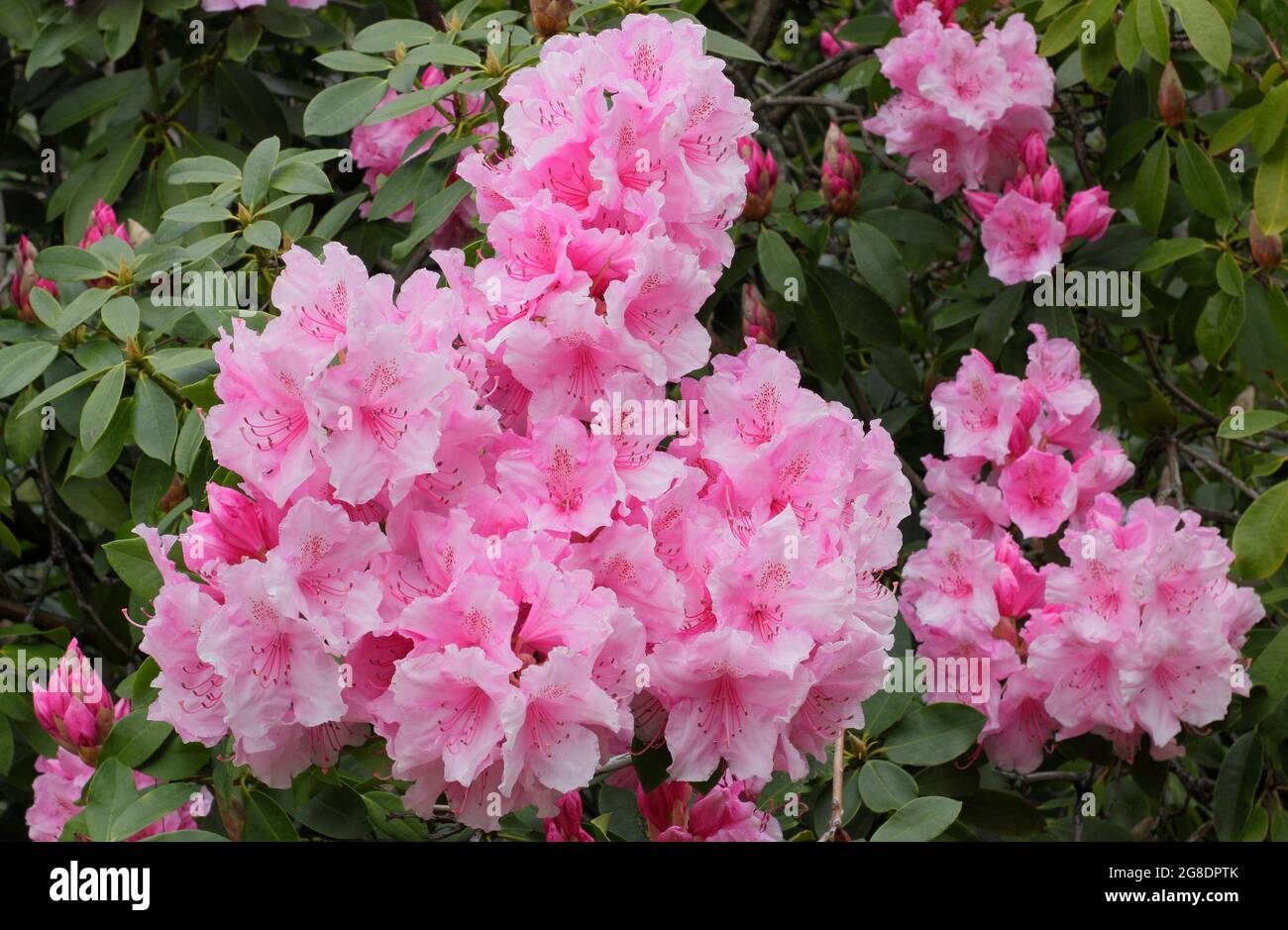 Hybrid rhododendron hi-res stock photography and images - Alamy