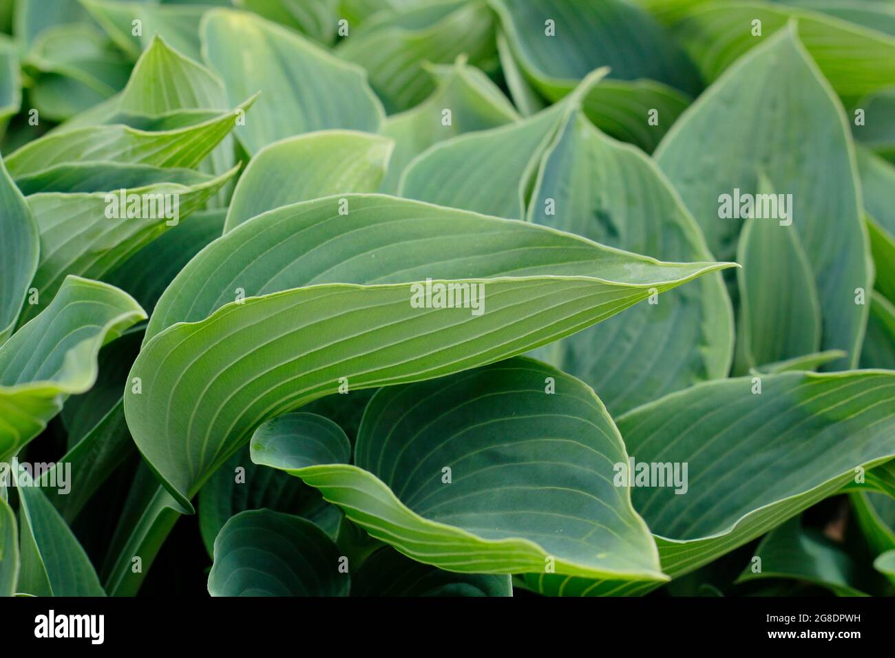Blue grey leaves of Hosta 'Halcyon'. Tardiana group Stock Photo - Alamy