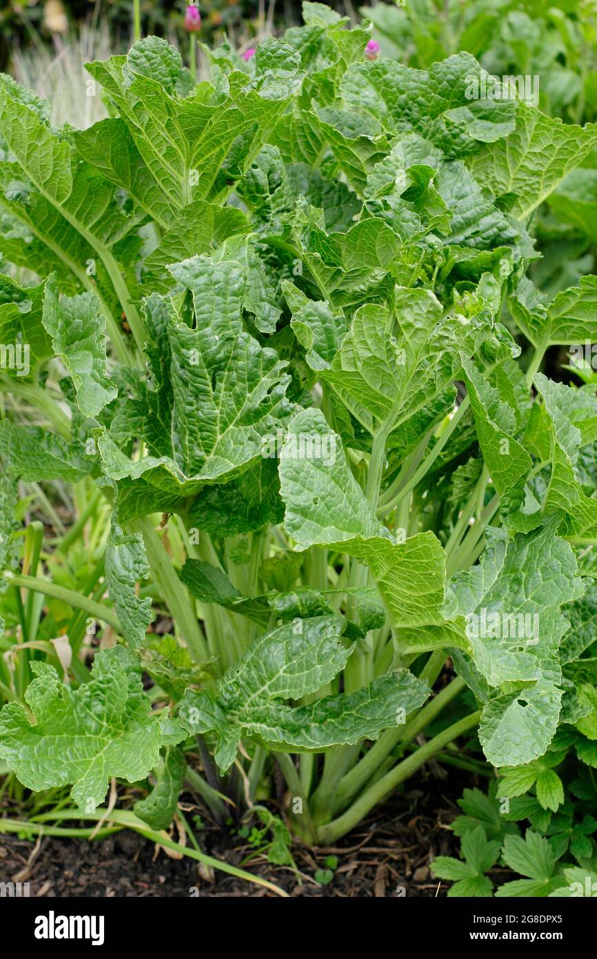 Crambe cordifolia hi-res stock photography and images - Alamy