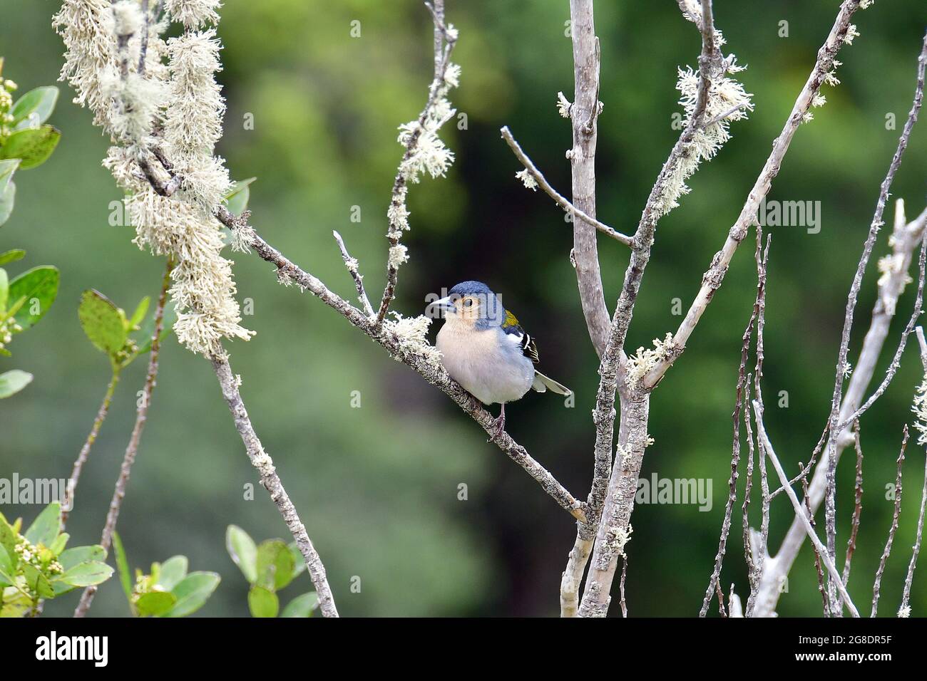 Madeiran chaffinch hi-res stock photography and images - Alamy