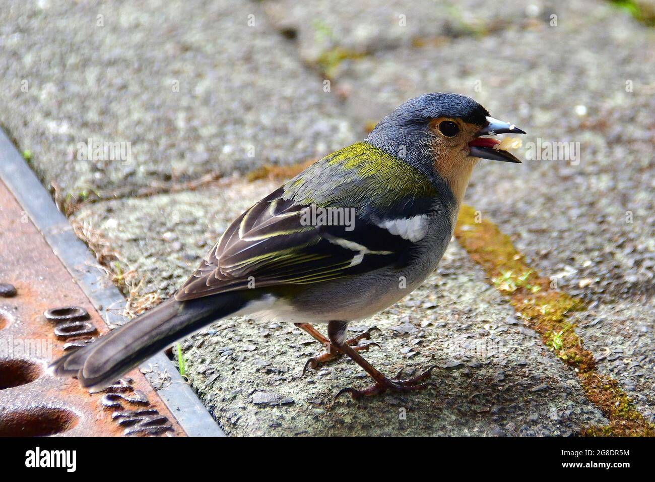 Madeiran chaffinch, Buchfink, Fringilla coelebs maderensis, Madeira ...