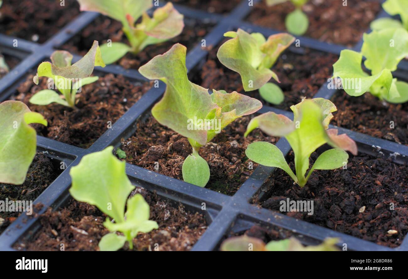 Lettuce seedlings in a modular tray - Lactuca sativa 'Lollo Rossa ...