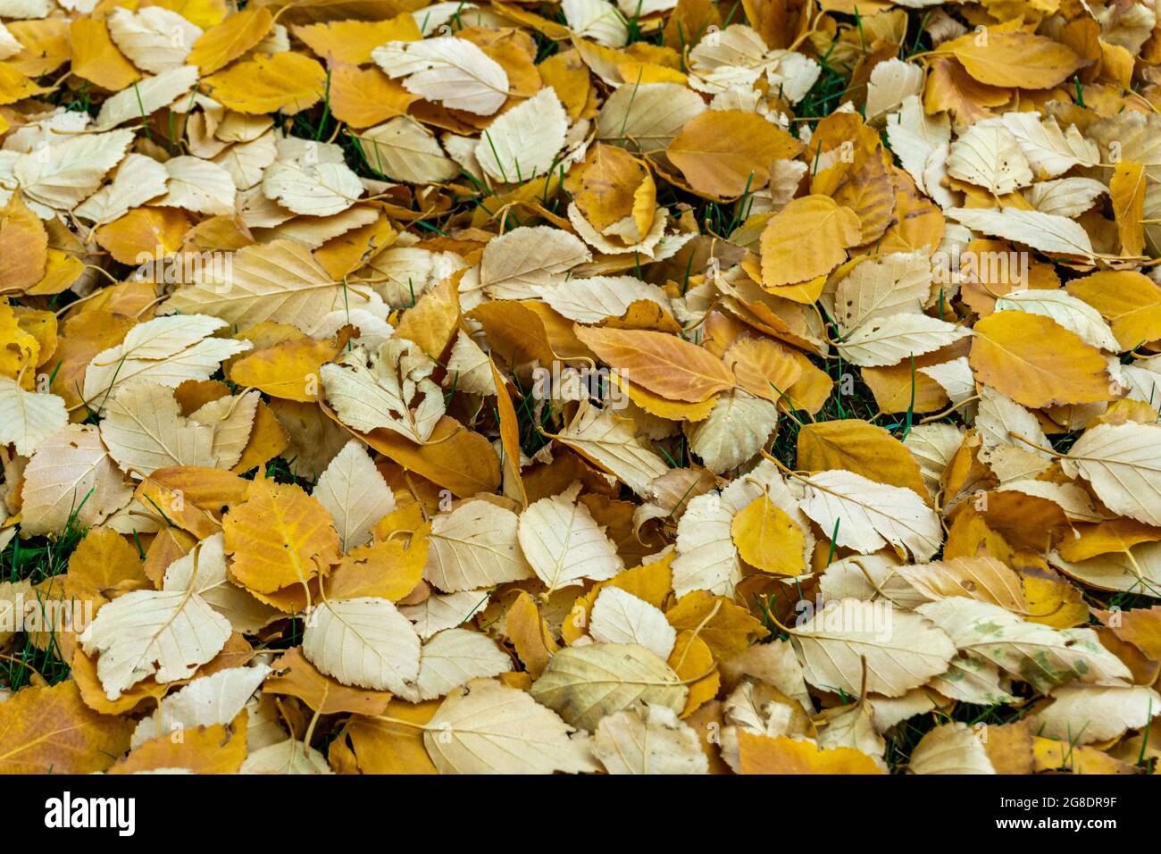 Leaves scattered on lawn hi-res stock photography and images - Alamy