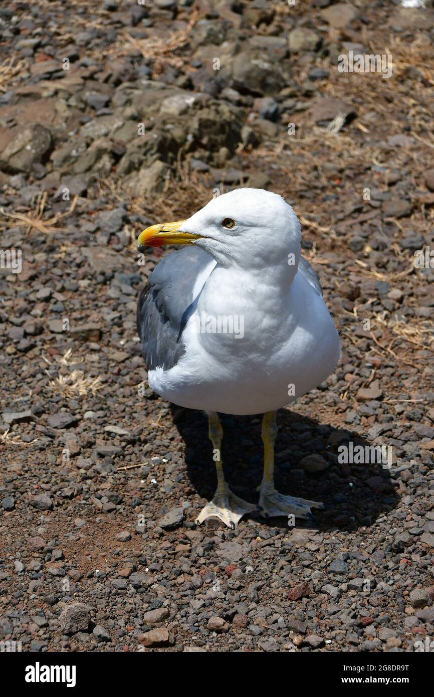 Yellow-legged gull, Mittelmeermöwe, Goéland leucophée, Larus ...