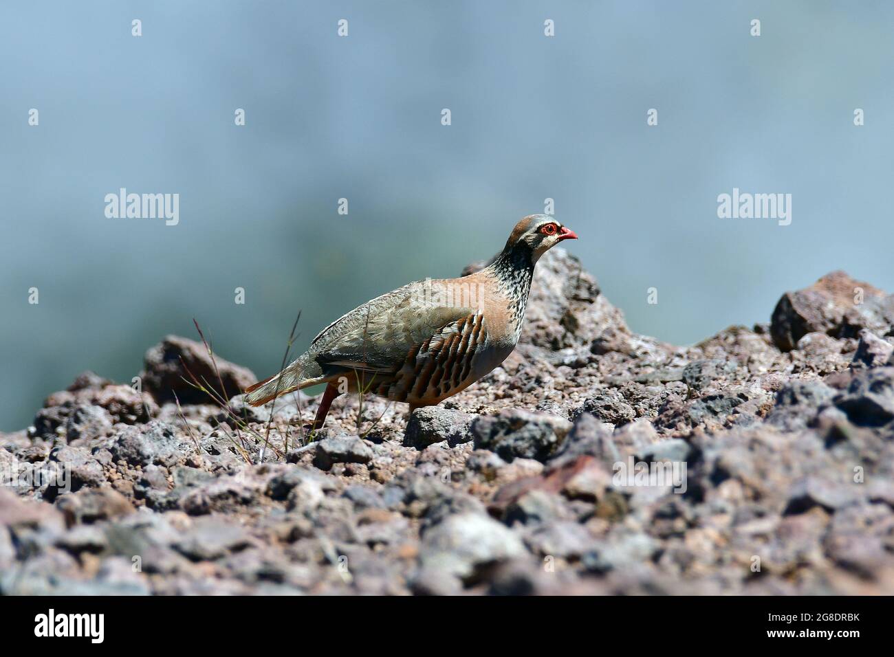 Geo partridge hi-res stock photography and images - Alamy