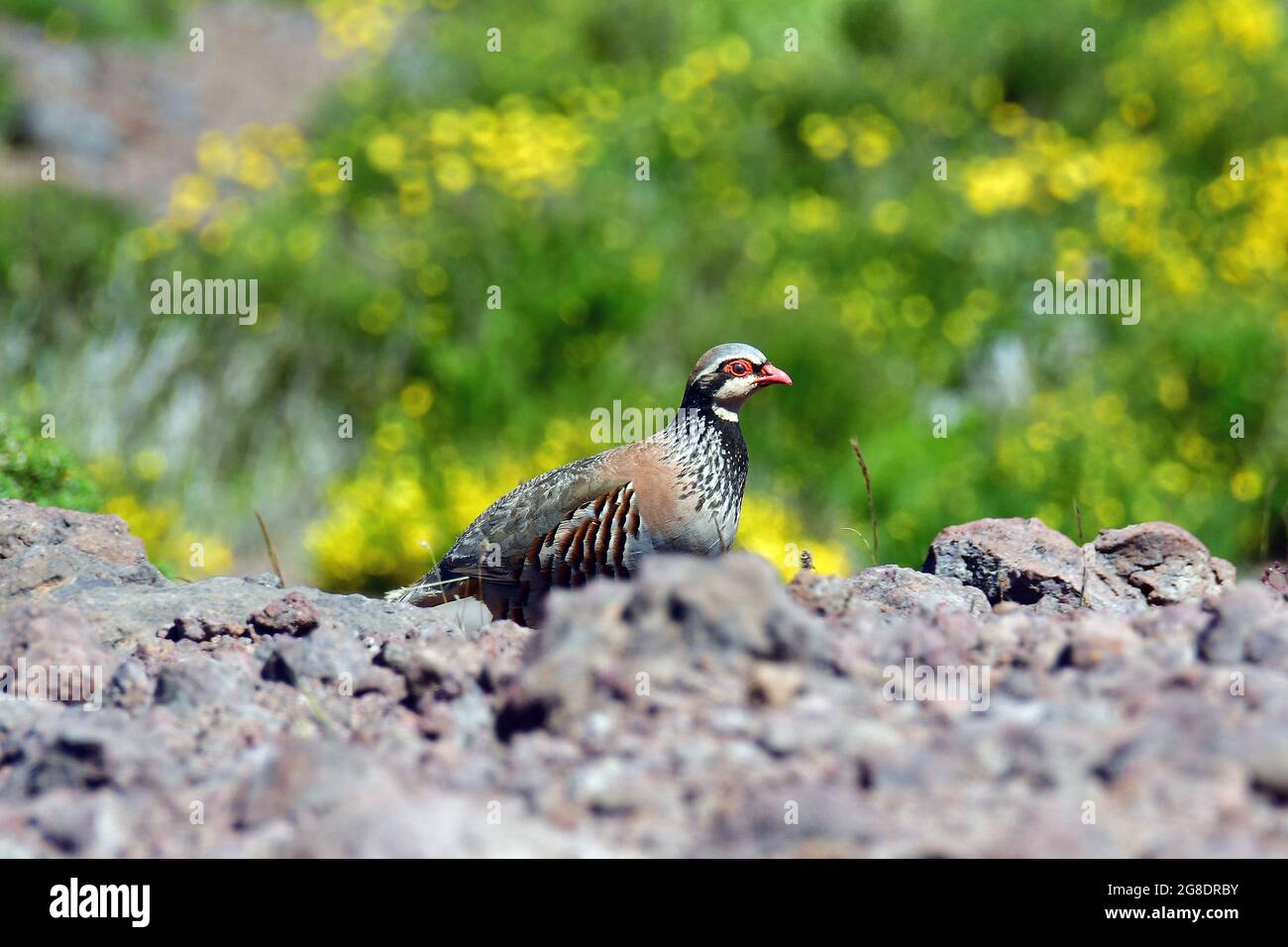 Red-legged partridge, French partridge, Rothuhn, Alectoris rufa, voros ...