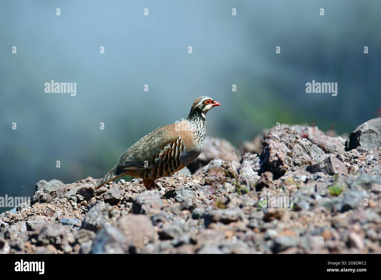 Red-legged partridge, French partridge, Rothuhn, Alectoris rufa, voros ...