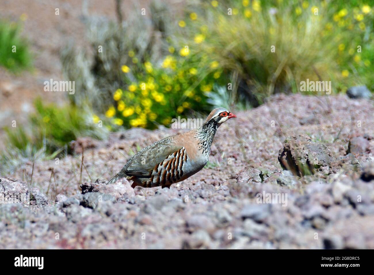 Red-legged partridge, French partridge, Rothuhn, Alectoris rufa, voros ...