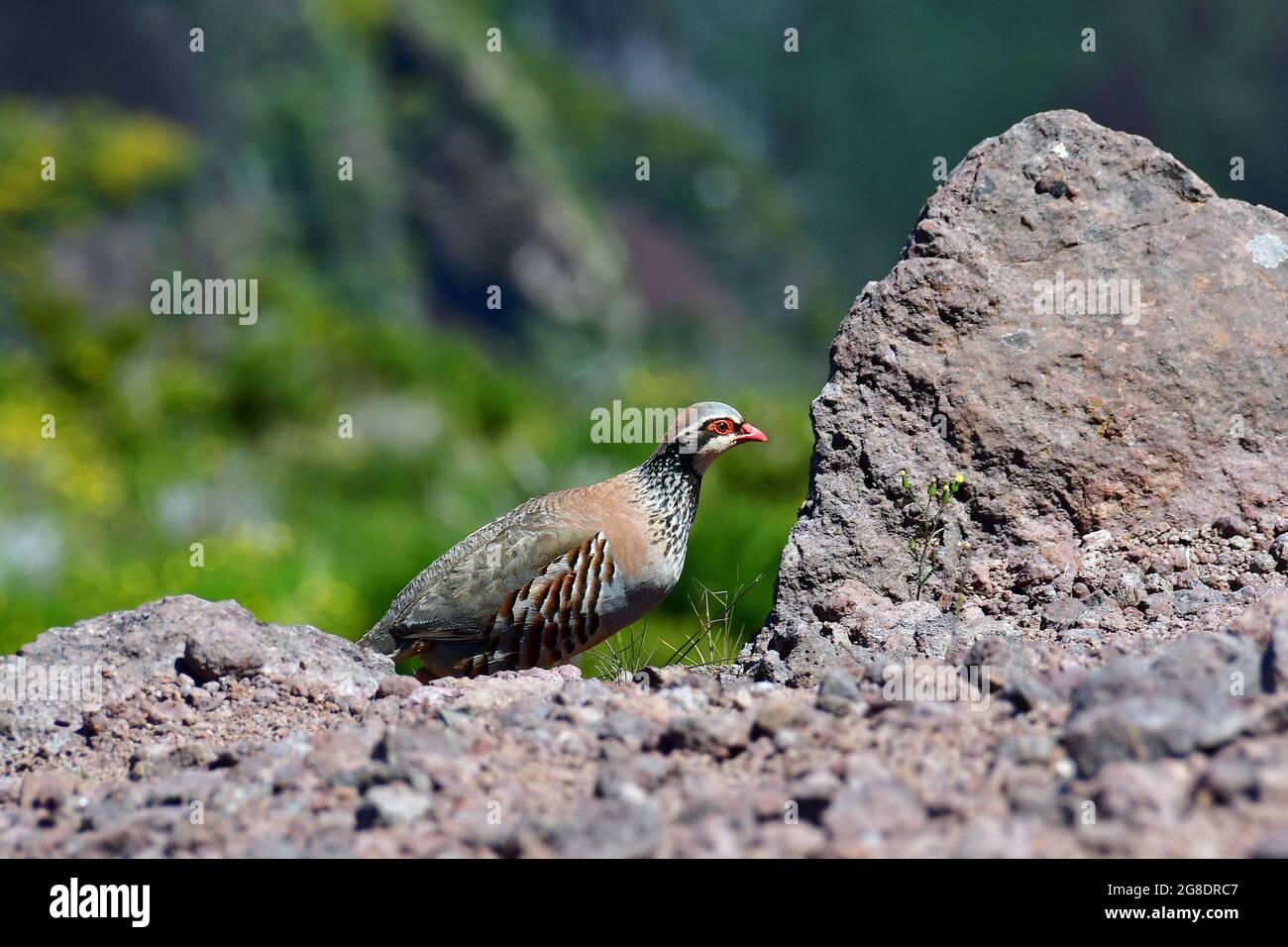 Red-legged partridge, French partridge, Rothuhn, Alectoris rufa, voros ...
