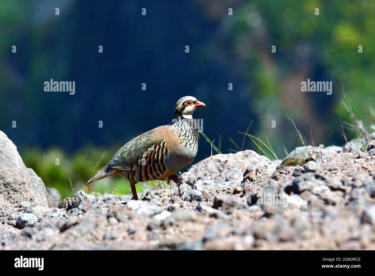 Red-legged partridge, French partridge, Rothuhn, Alectoris rufa, voros ...
