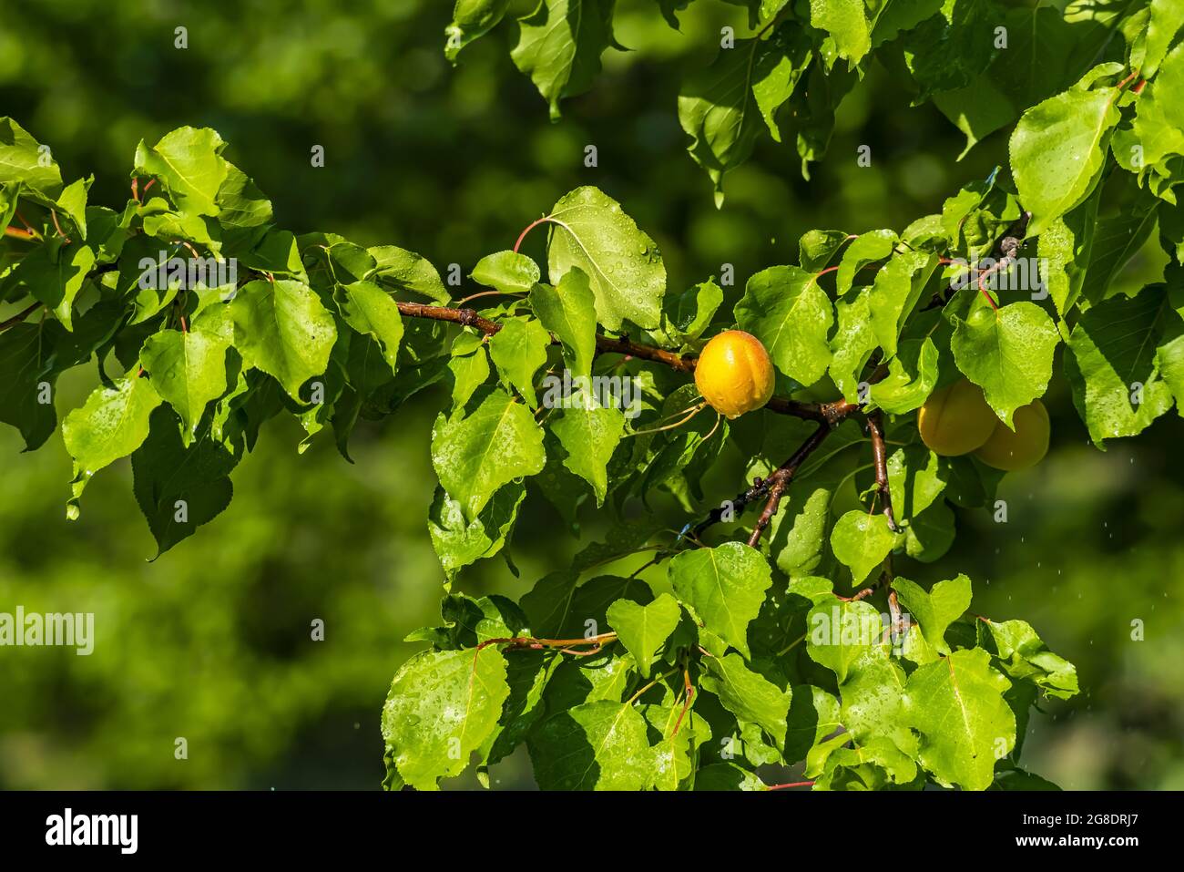 Closeup shot of a fresh ripe apricot on a tree branch Stock Photo - Alamy