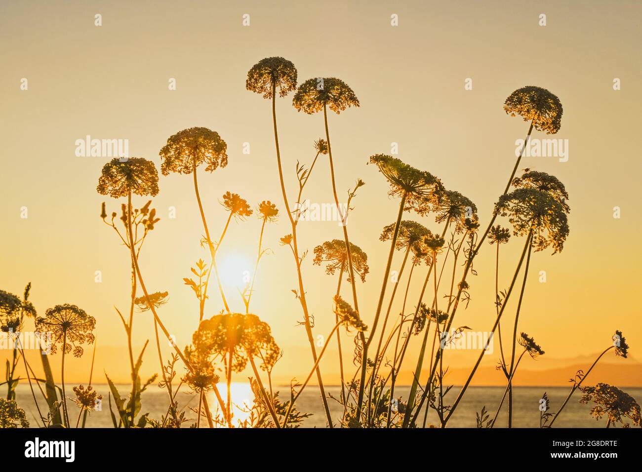 Goose spit park hi-res stock photography and images - Alamy