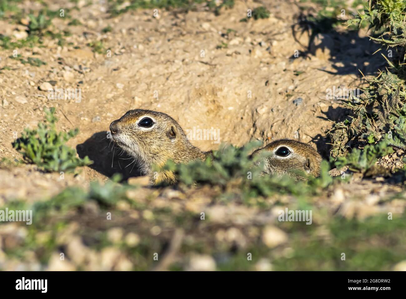 Two ground squirrels looking hi-res stock photography and images - Alamy