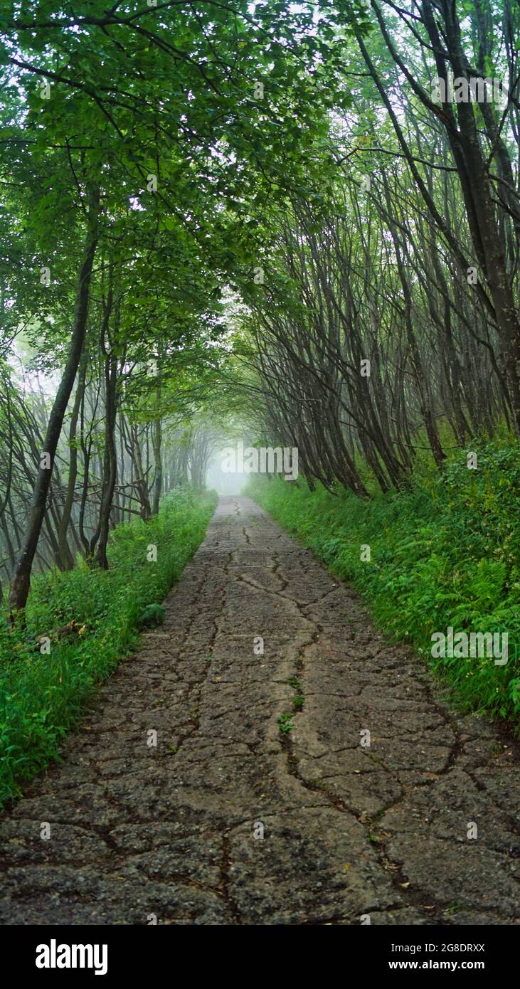 Vertical shot of an unpaved road in the forest with dense trees and ...