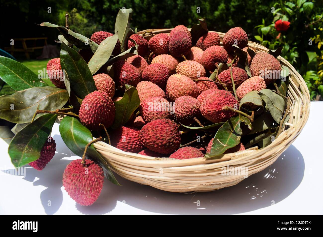 Side view of fresh plucked Lychees fruit in wicker bamboo basket ...