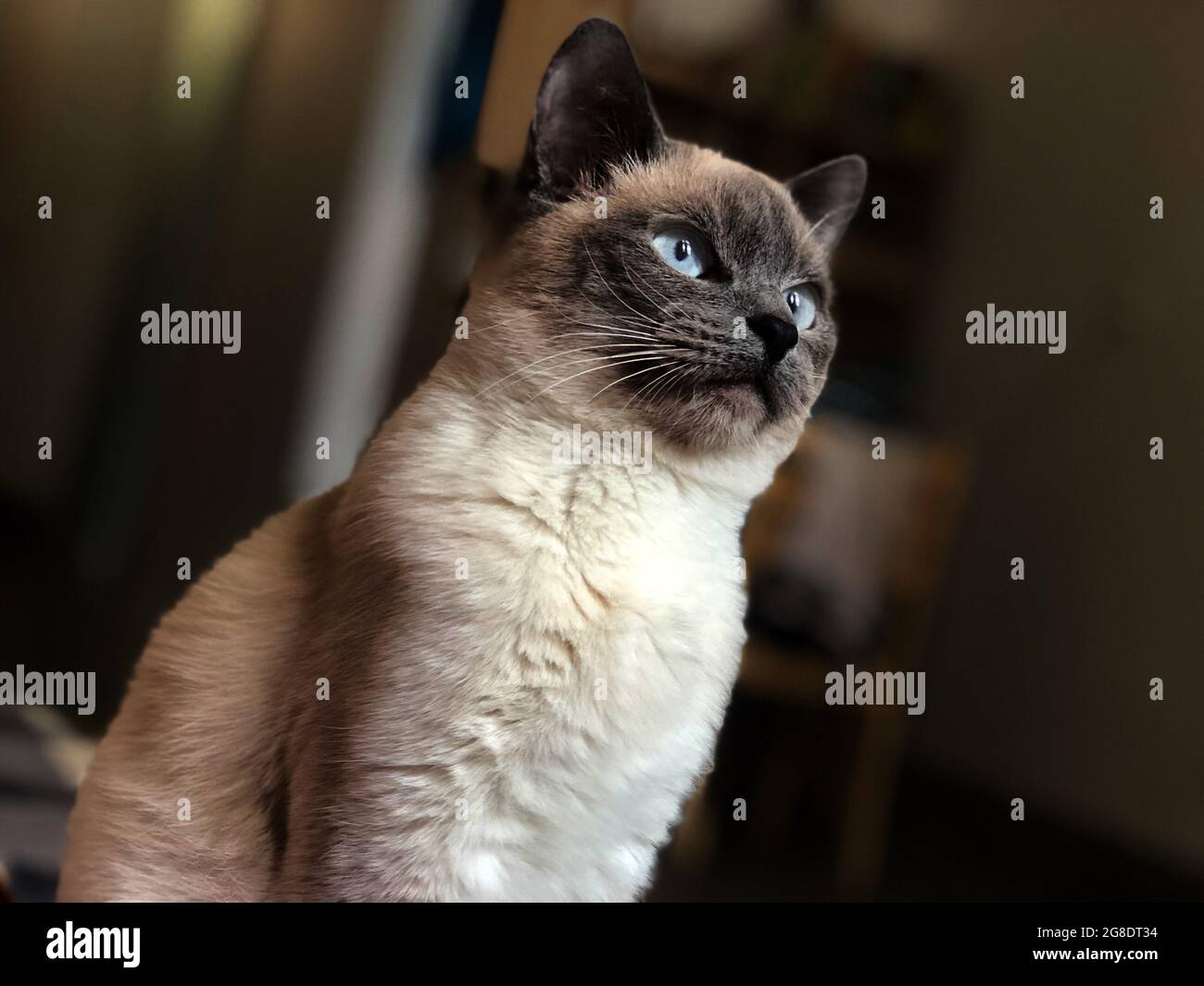 The Beauty Cat Family Stock Photo - Alamy