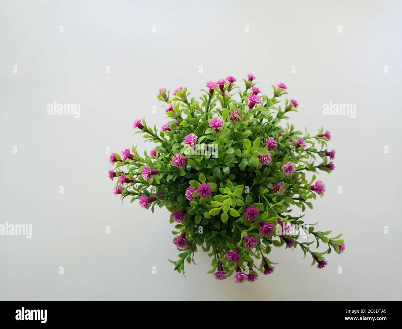 Kufiya hyssopifolia hi-res stock photography and images - Alamy