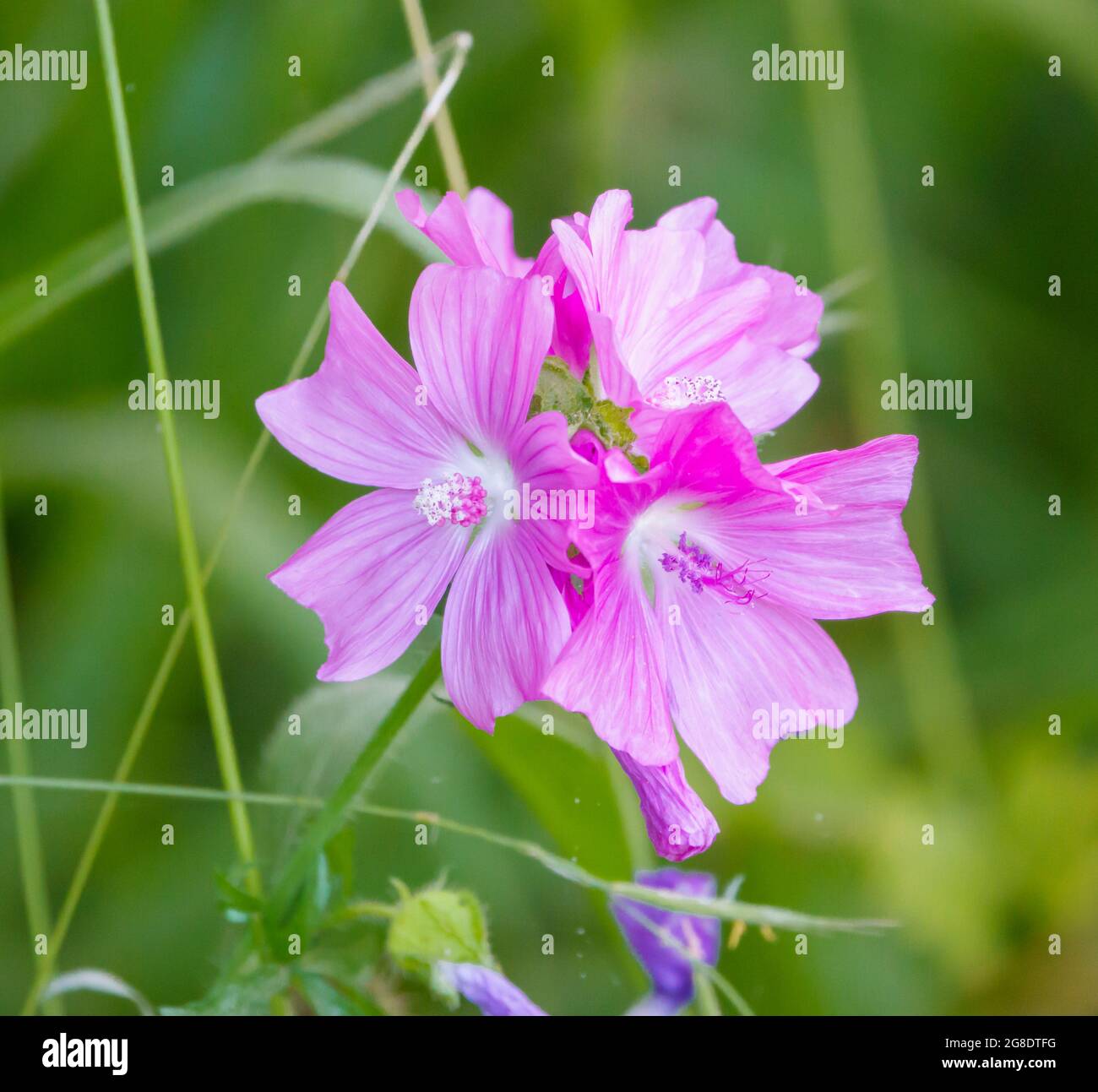 Beautiful bloom pink flower of the Musk Mallow (Malva moschata) growing ...