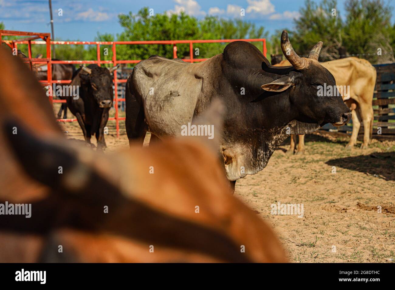 Detail of bull or head of cattle in paddock, corral for livestock ...