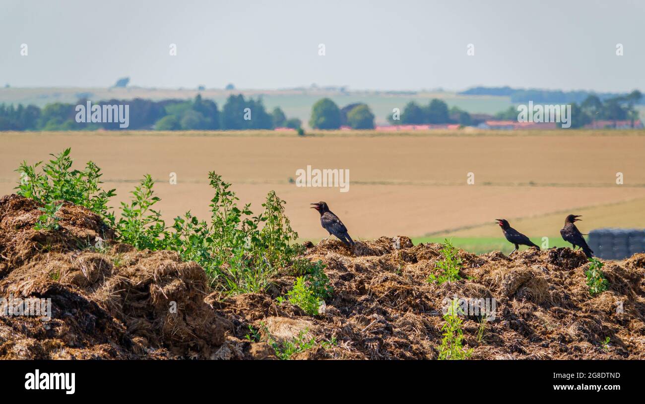 a murder of large black crows (Corvus) with beaks wide opne to keep ...