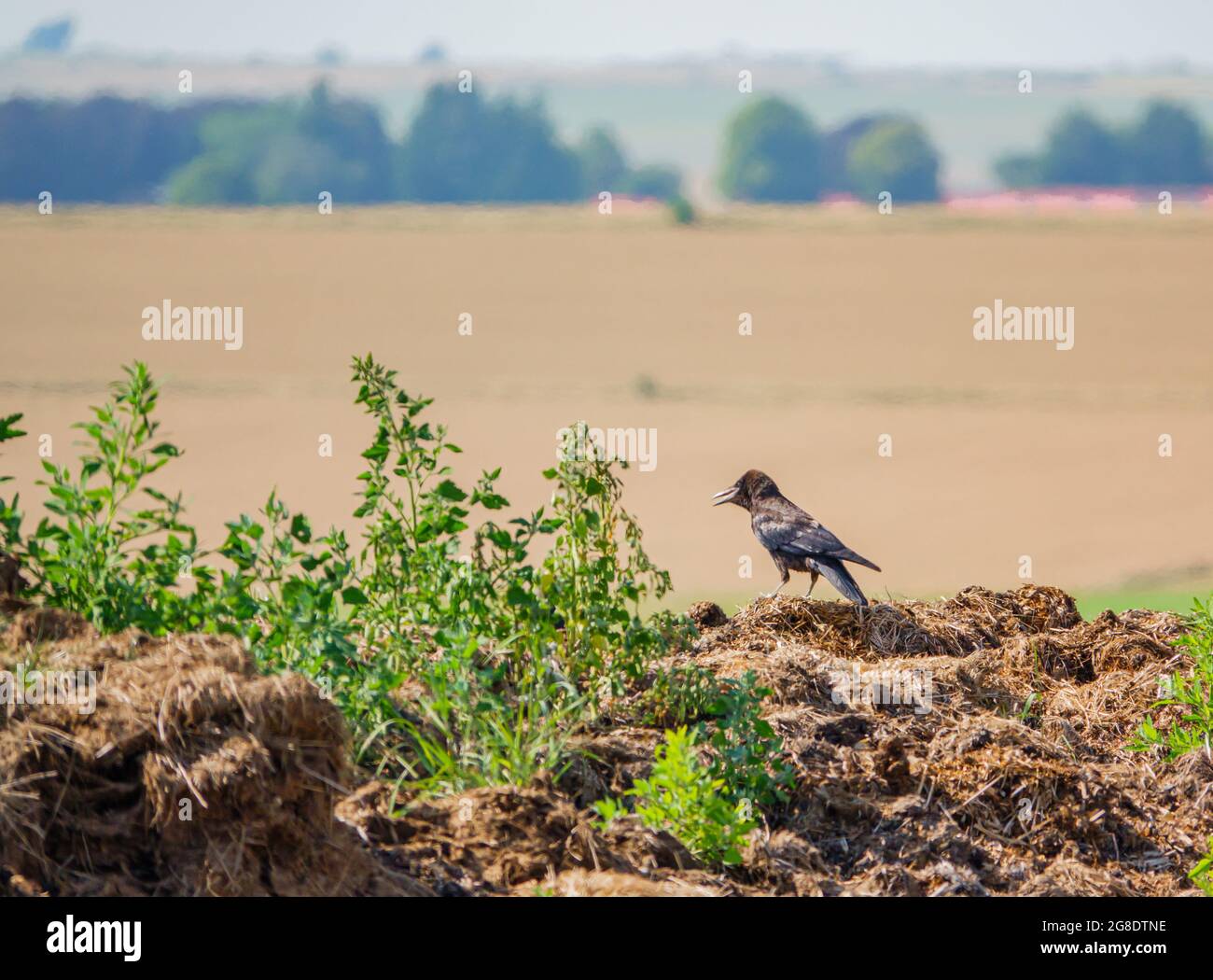 a murder of large black crows (Corvus) with beaks wide opne to keep ...