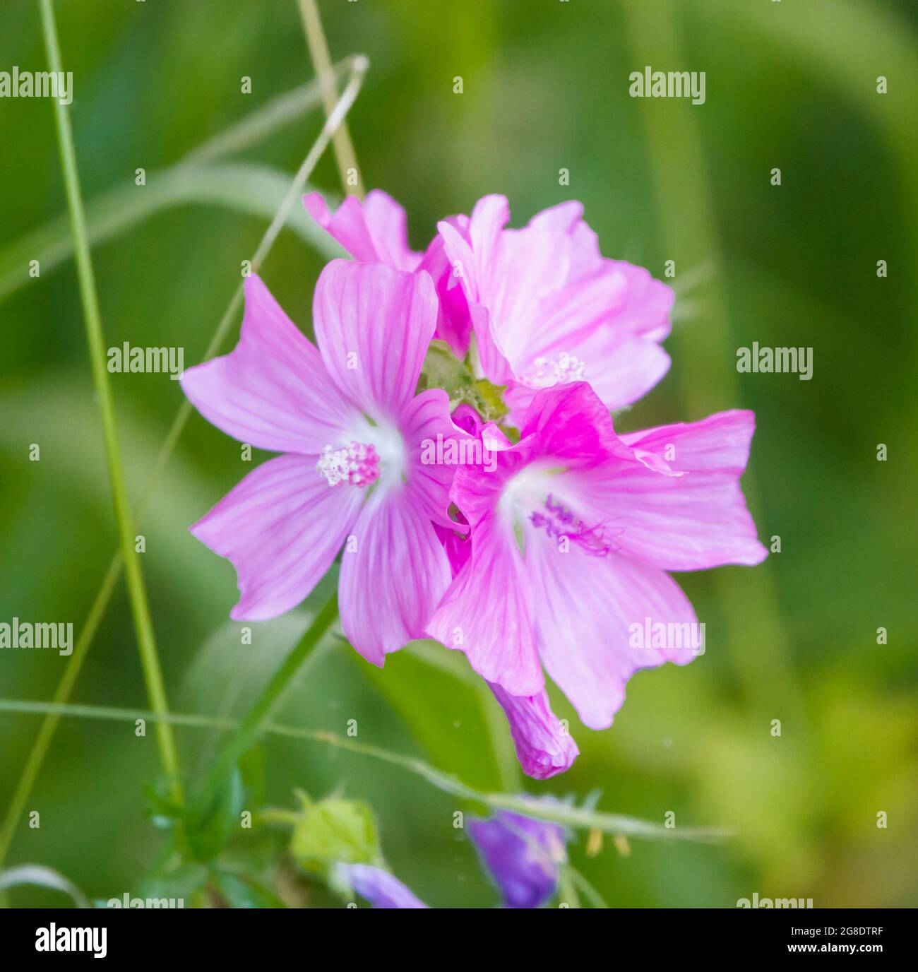 Beautiful bloom pink flower of the Musk Mallow (Malva moschata) growing ...