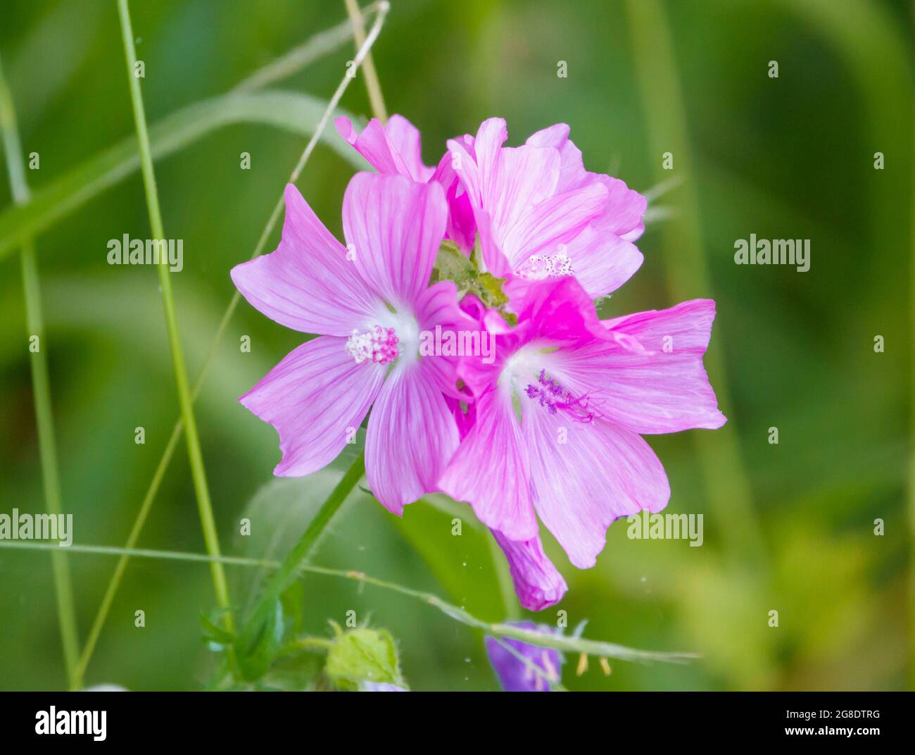 Beautiful bloom pink flower of the Musk Mallow (Malva moschata) growing ...