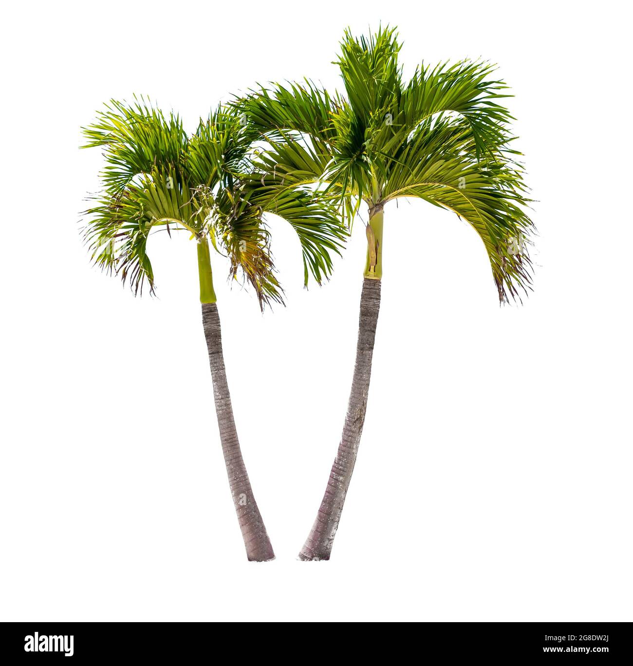 Double coconut tree Cut Out Stock Images & Pictures - Alamy