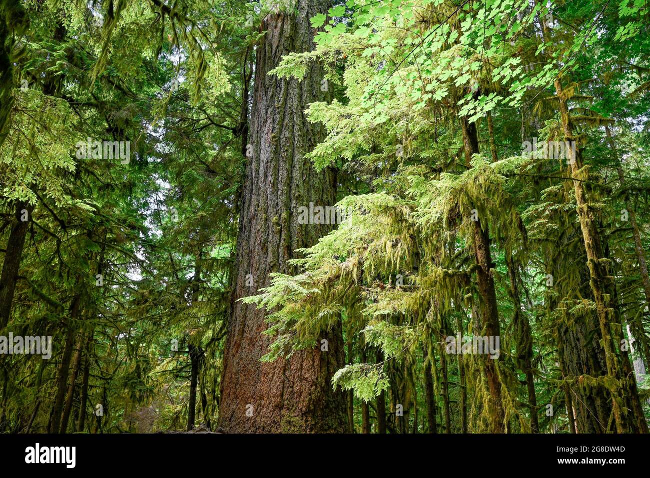 Ancient Giant Douglas Fir tree, Cathedral Grove, MacMillan Provincial ...