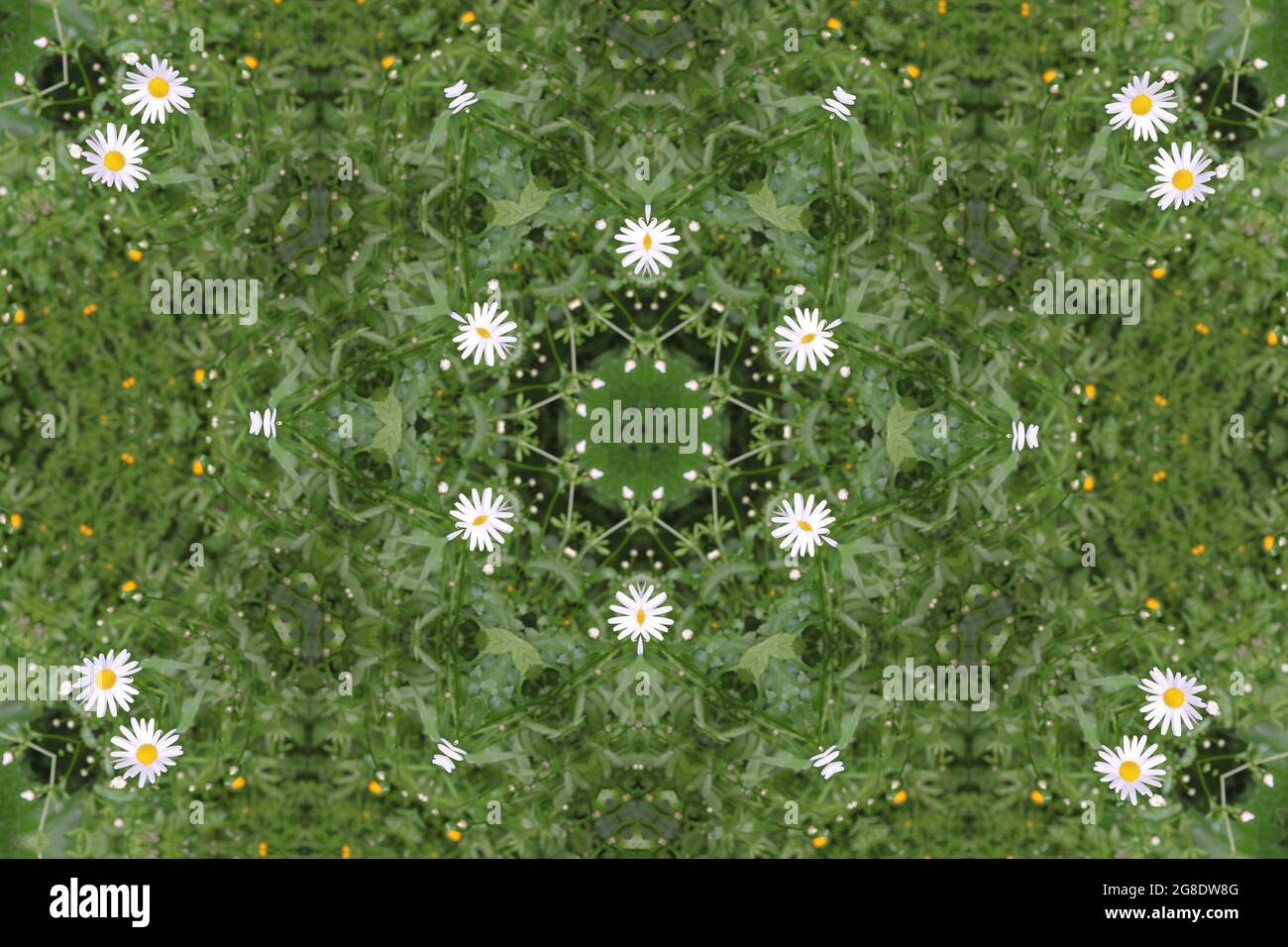 Geometric Shapes Patterns In Nature