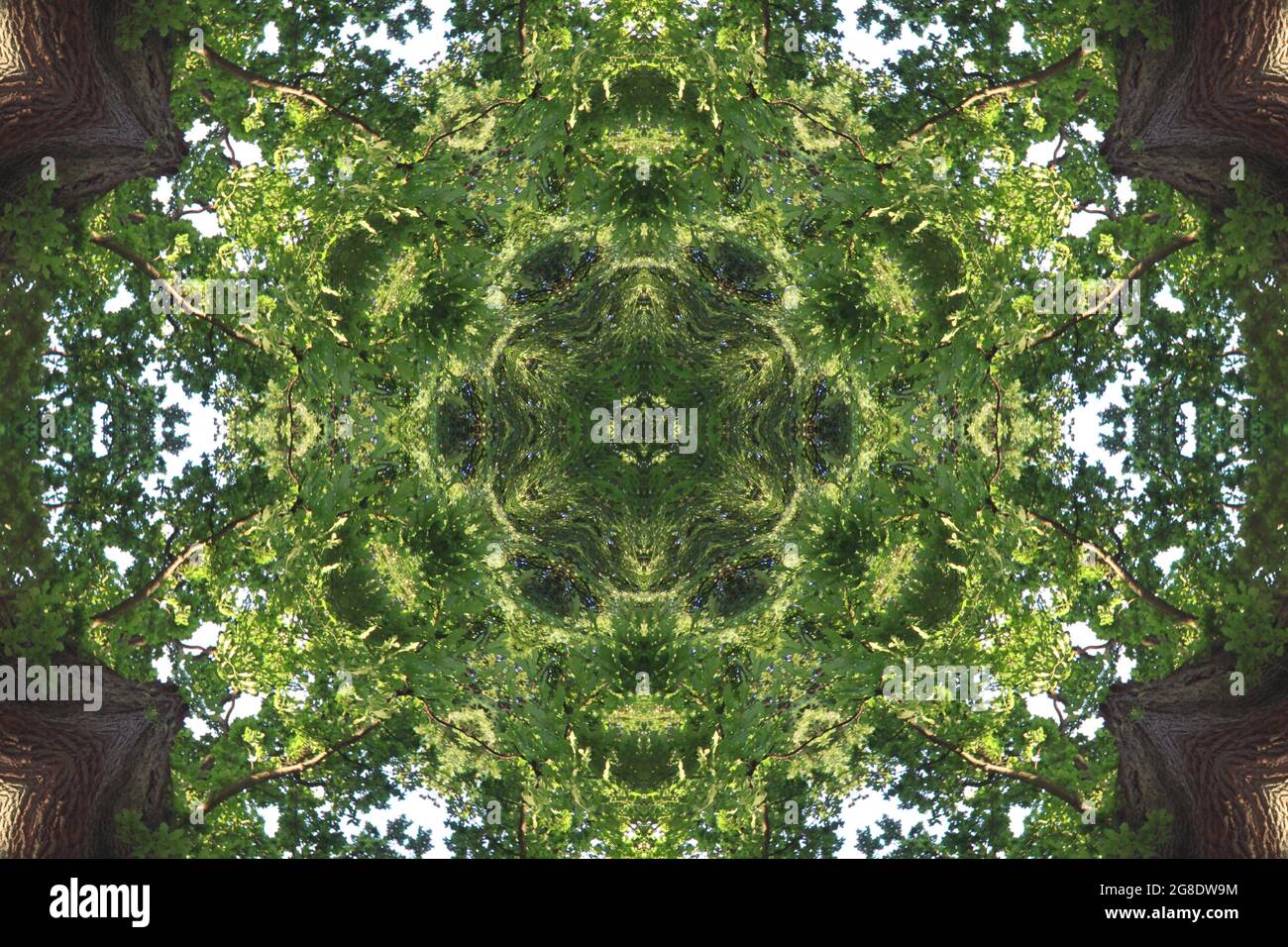 Fractal patterns nature hi-res stock photography and images - Alamy