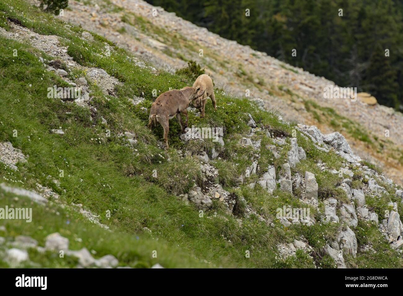 Ibex fight hi-res stock photography and images - Alamy