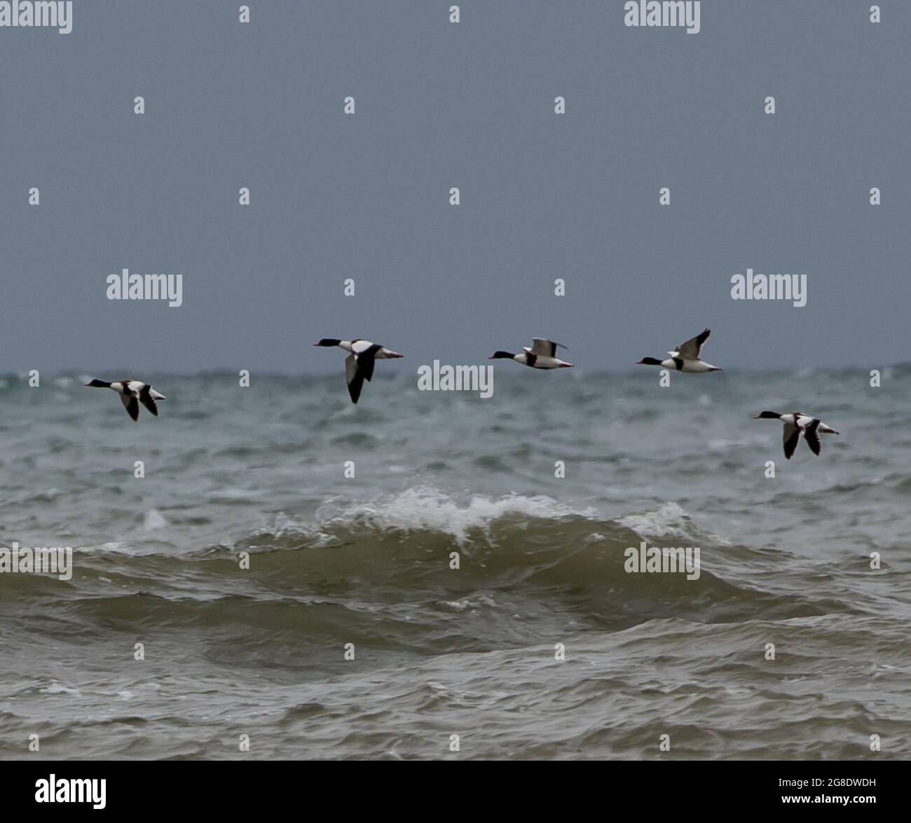 Beautiful scenery of a bevy of flying hawks over rough sea with blue ...