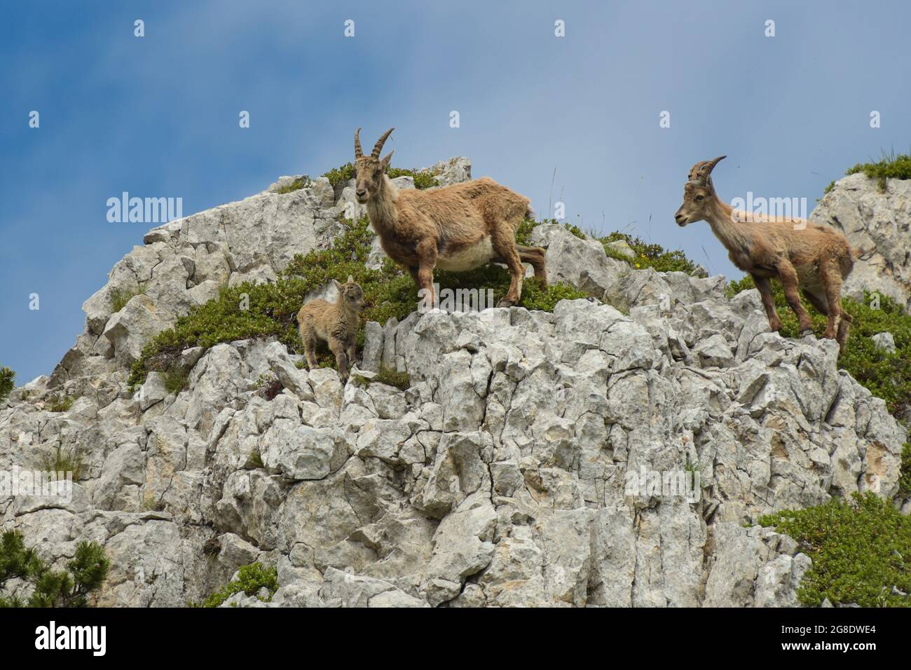 Ibex family hi-res stock photography and images - Alamy